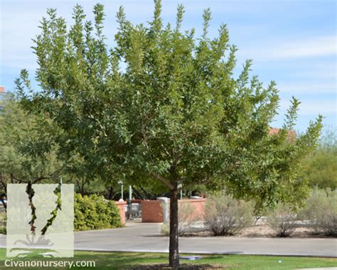 Fan Tex Ash Fraxinus Velutina Fan Tex Civano Nursery
