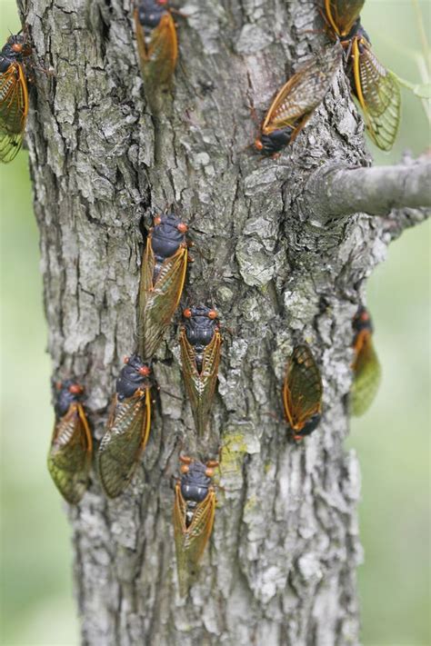 A Dozen Cicadas On A Tree Trunk 2 Magicicada Stock Image Image Of