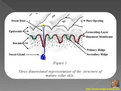 Uniqueness And Permanence Of Friction Ridge