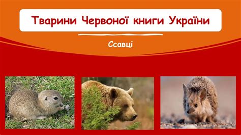 Червона книга України Охорона тварин Ссавці Youtube