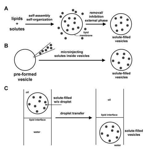 Advances In Minimal Cell Models A New Approach To Synthetic Biology