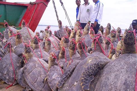 Hawaii Internship For Work Experiences While Saving Sea Turtles In China