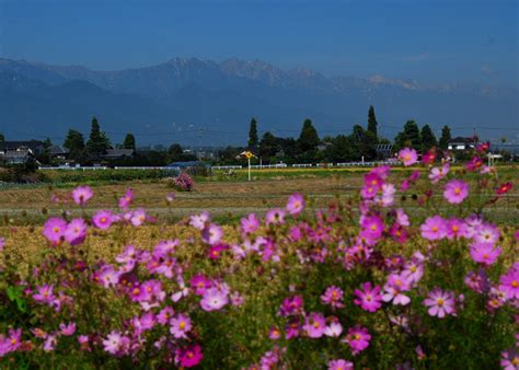 安曇野 稲穂 コスモス フォト安次郎安らぎの風景 楽天ブログ