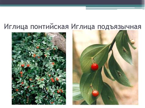 Охраняемые растения Крыма - презентация онлайн
