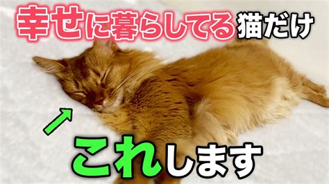幸せに暮らしている猫だけが見せる行動14選【完全解説】 Youtube