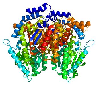 Диагностические ферменты - BIOHIMIK.NET