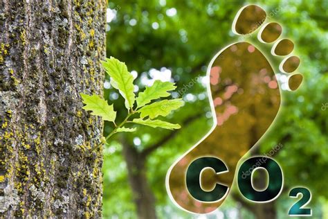 Plantar árboles Para Reducir La Cantidad De Emisiones De Co2 Concepto