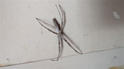 Net Casting Spider Lying In Wait Scenic Rim Seq R Australianwildlife