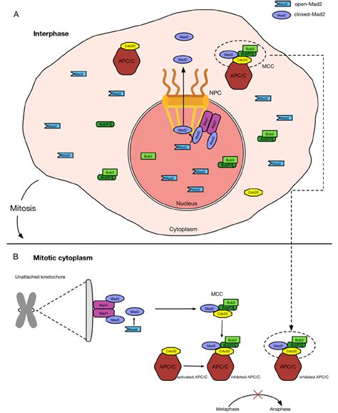 Schematic Representation Of Mcc Formation During Interphase And Download Scientific Diagram