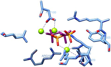 Pyrophosphate Positions In The Catalytic Site Of The X Ray Structure