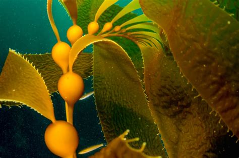 Under Ideal Conditions Giant Kelp Can Grow Two Feet Each Day Creating Towering Underwater