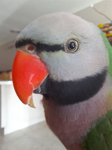 Hi All This Is Zazu This Morning A Piece Of The Point Of His Top Beak