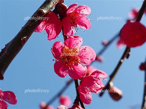 ウメの花 写真素材 4309534 フォトライブラリー photolibrary