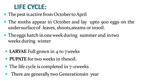 Insect Pest Of Urd Moong And Gram And Their Management Ppt