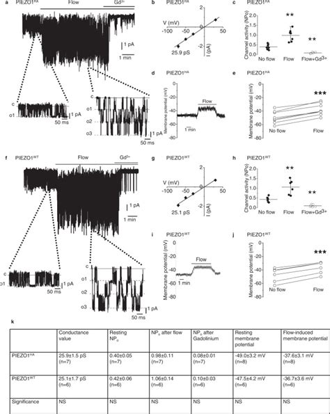 Piezo1 And Pecam1 Interact At Cell Cell Junctions And Partner In Endothelial Force Sensing Pmc