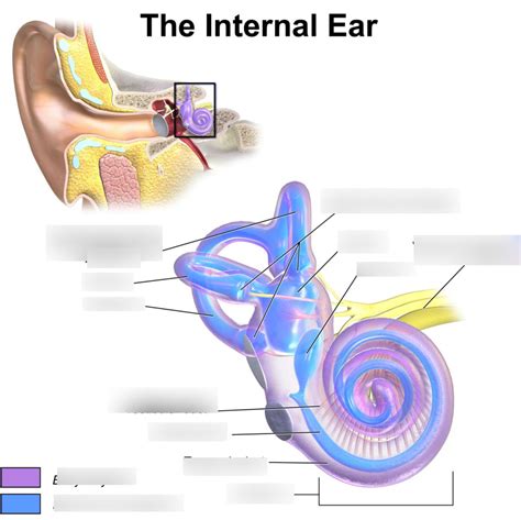 Inner Ear Anatomy Diagram Quizlet