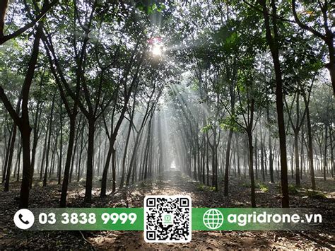 Đặc Tính Cây Cao Su Là Gì