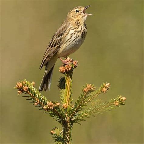 Are Tree Pipits Rare Diy Seattle