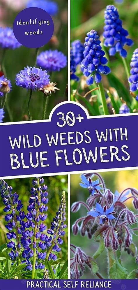 Identifying Weeds Artofit