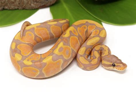 Banana Ball Python
