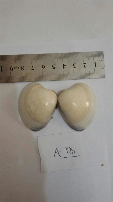 Identify Of Bivalvia Researchgate Identify Of Bivalvia Researchgate