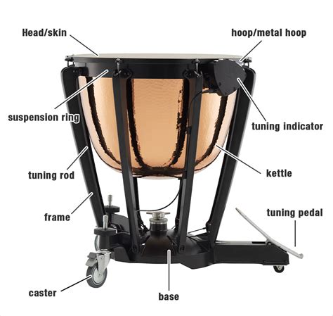 The Structure Of The Timpanilearning About The Names Of The Timpanis