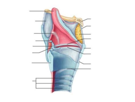 The Larynx Sagittal View Diagram Quizlet