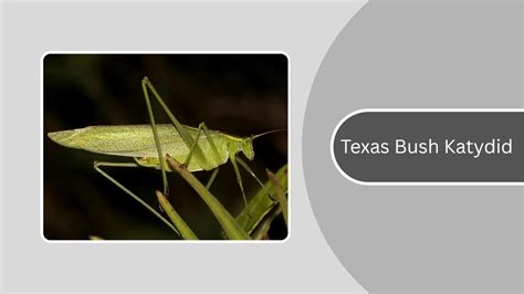 25 Types Of Katydid Identification With Pictures