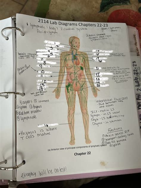 Lymphatic System Diagram Quizlet