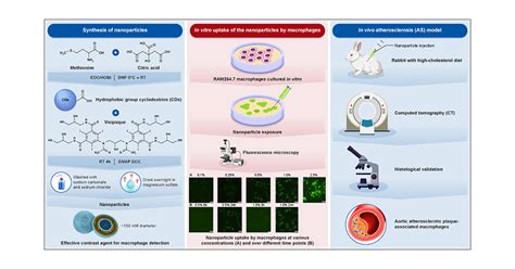Noninvasive Detection Of Macrophages In Atherosclerotic Lesions Using A Visipaque Based