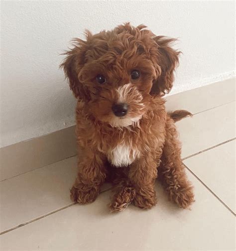 Red Cavapoo Guide Traits Photos Prices And More Premier Pups