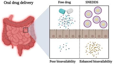 Review Article On Self Nanoemulsifying Drug Delivery Systems Drug Development And Industrial