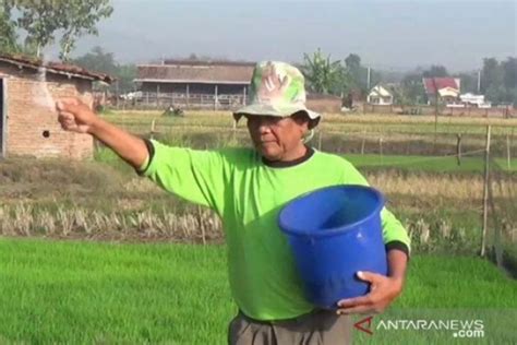 Petani Di Magetan Lega Jatah Pupuk Subsidi Diumumkan GenPI Co JATIM