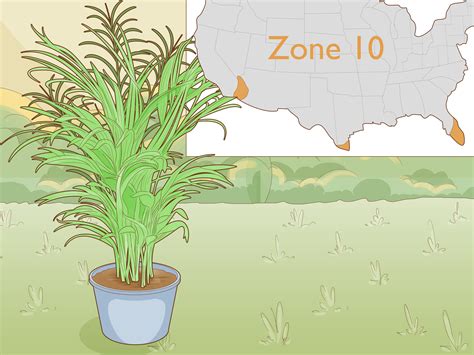 How To Make An Areca Palm Grow Faster Steps With Pictures