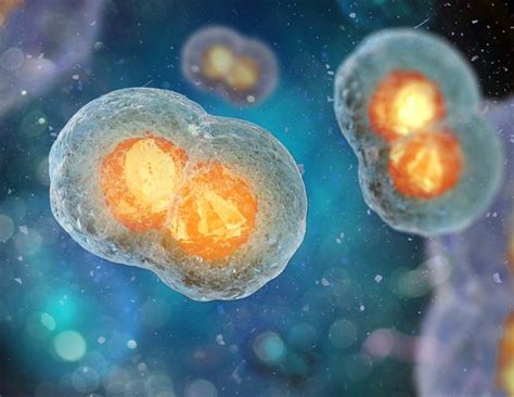 Polyploidy Can Be A Double Edged Sword In Cancer