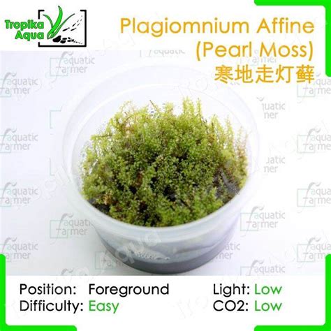 Pearl We Ed Hemianthus Micranthemoides 日本珍珠草 Aquatic Farmer Tissue