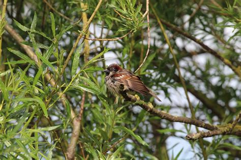 Burung Gereja House Sparrow Foto Gratis Di Pixabay