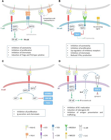 HLA G Effect In The Different Cells Of The Immune System A Download Scientific Diagram