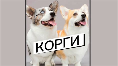 ️‍🔥СОБАКА для всех!! Вельш-корги - YouTube