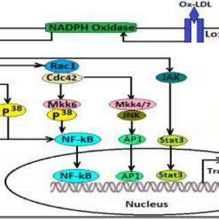 Ox LDL Induced Signal Transduction Pathways Binding Of Ox LDL To LOX 1