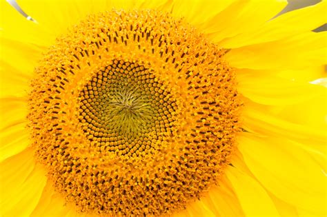Girassol Amarelo Flor Foto Gratuita No Pixabay Pixabay