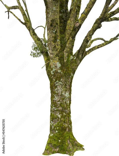 Isolated PNG Cutout Of A Tree Trunk On A Transparent Background Stock Photo Adobe Stock
