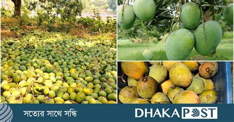 অনলাইনে জমে উঠেছে আমের বাজার