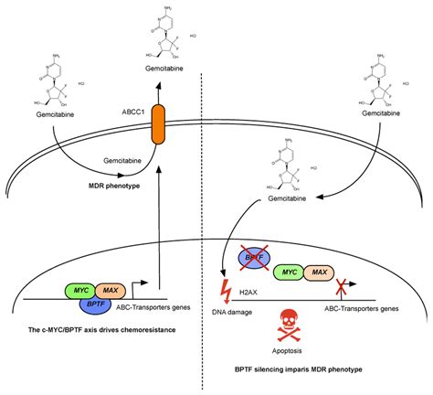 Schematic Model Of The Synergism Between Bptf Silencing And Gemcitabine