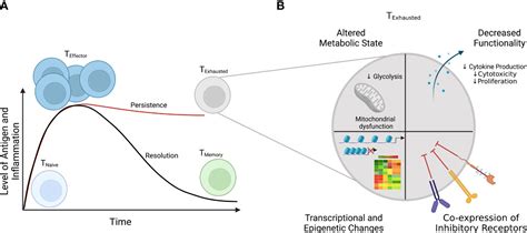 Frontiers Defining And Targeting Patterns Of T Cell Dysfunction In Inborn Errors Of Immunity