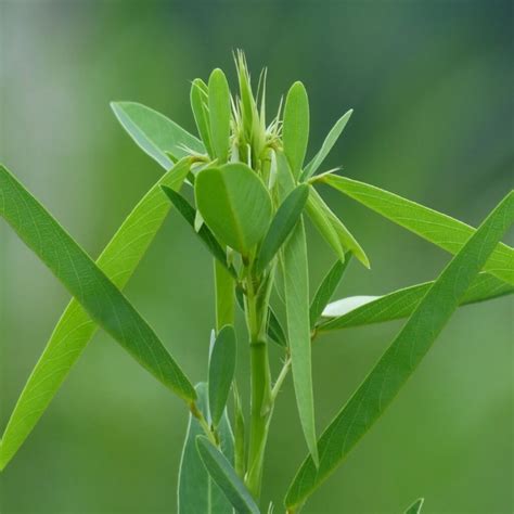 Codariocalyx Motorius Desmodium Gyrans Green Midrib Telegraph Plant