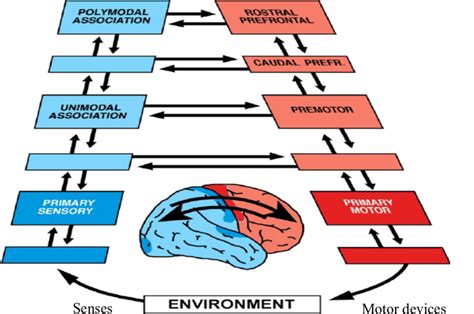 The Perception Action Hierarchies Download Scientific Diagram
