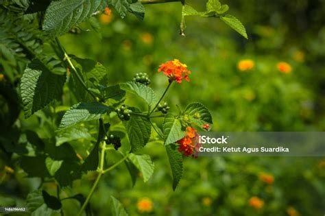 낮 동안 들판에서 자라는 오렌지 야생 Lantana Camara 식물의 꽃과 잎 0명에 대한 스톡 사진 및 기타 이미지 0명