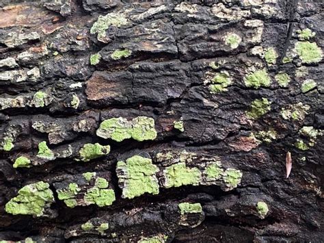 Premium Photo Texture Of A Bark Tree Natural Maping Art For Dirty Bark