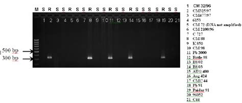 Sequence Characterized Amplified Region Scar Scae19 336 Download Scientific Diagram
